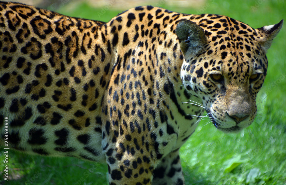 Jaguar is a cat, a feline in the Panthera genus only extant Panthera ...