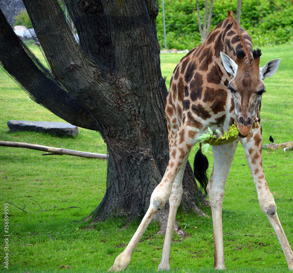 The giraffe (Giraffa camelopardalis) is an African even-toed ungulate ...