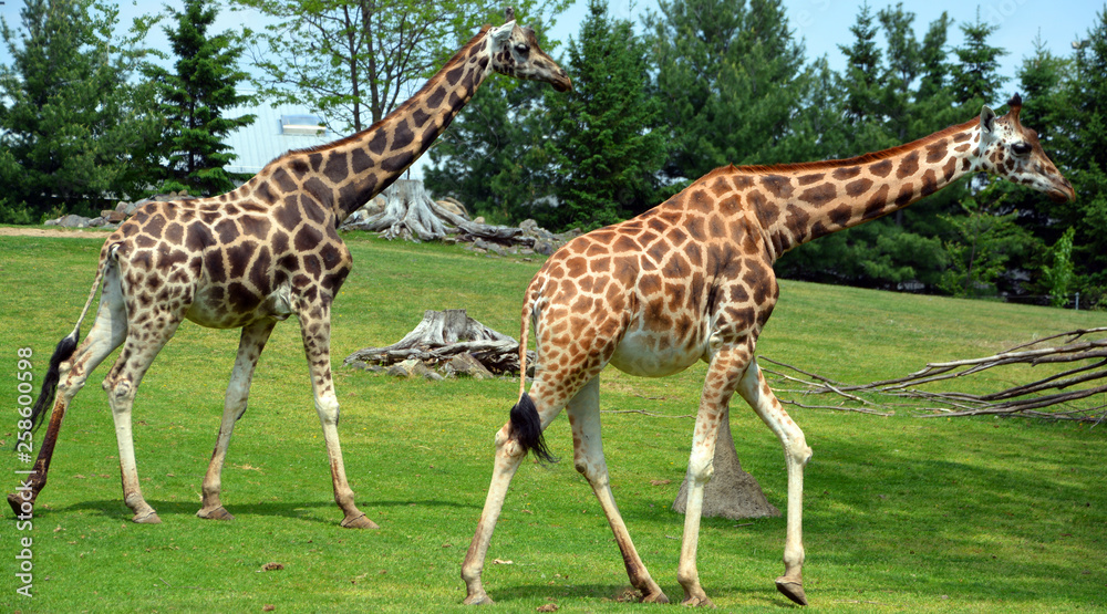 The giraffe (Giraffa camelopardalis) is an African even-toed ungulate ...