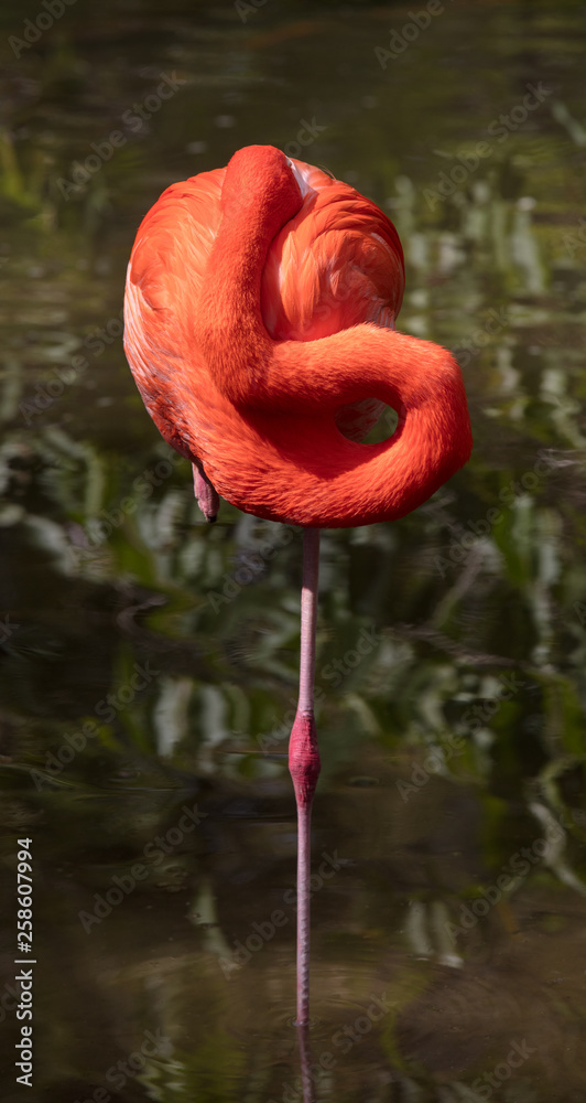 Pink Flamingo Wildlife Portrait Image - Beautiful Tropical Bird with ...
