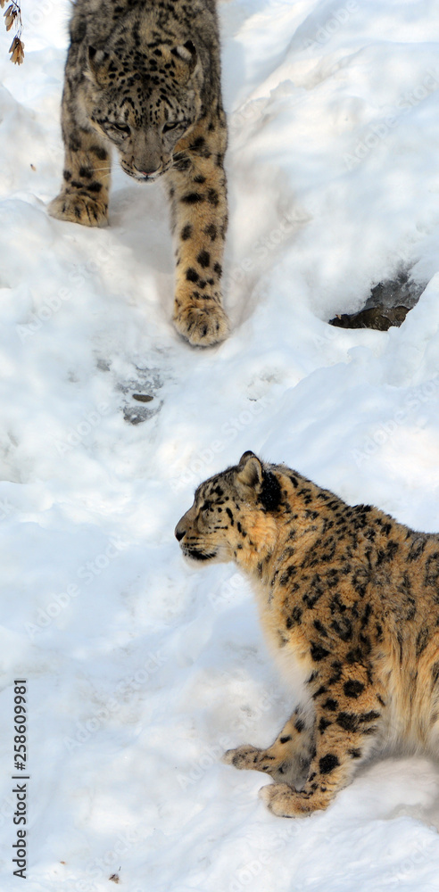 The snow leopard is a large cat native to the mountain ranges of ...