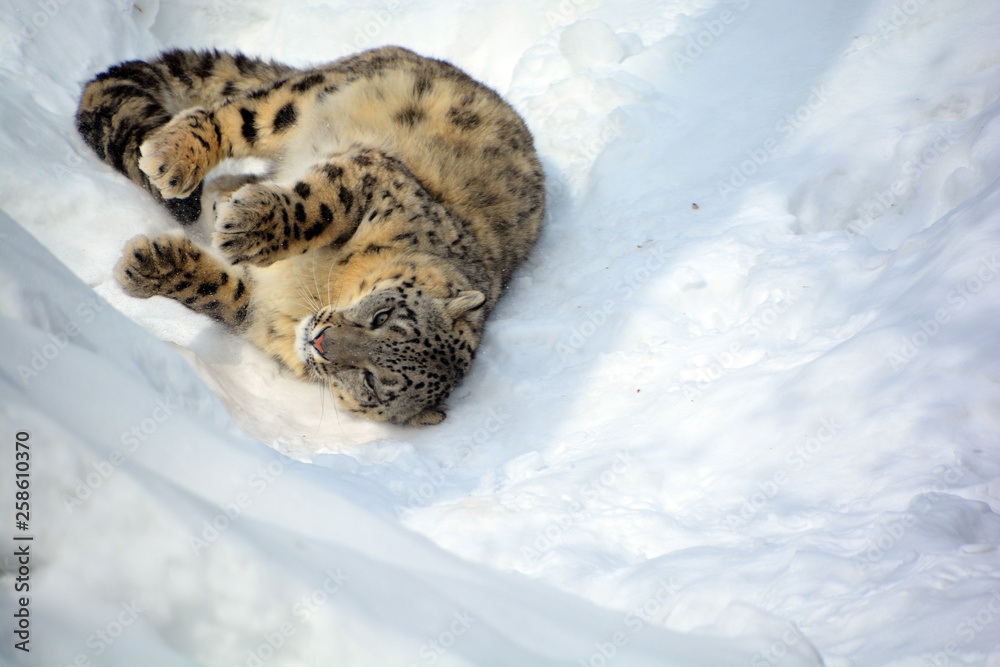The snow leopard is a large cat native to the mountain ranges of ...