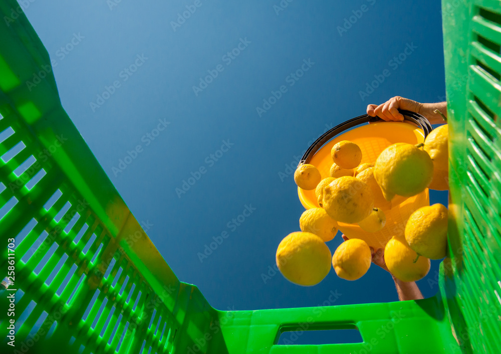 Lemon harvest time: bottom view of a picker at work unloading his pail ...