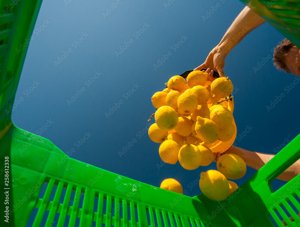 Lemon harvest time: bottom view of a picker at work unloading his pail ...