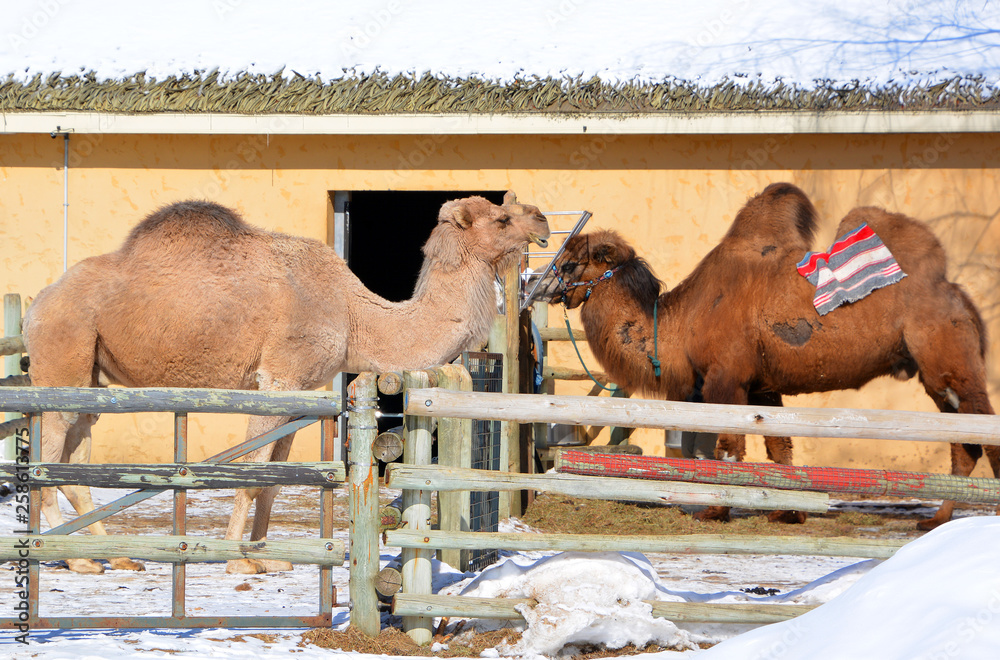 Camel is an ungulate within the genus Camelus, bearing distinctive ...