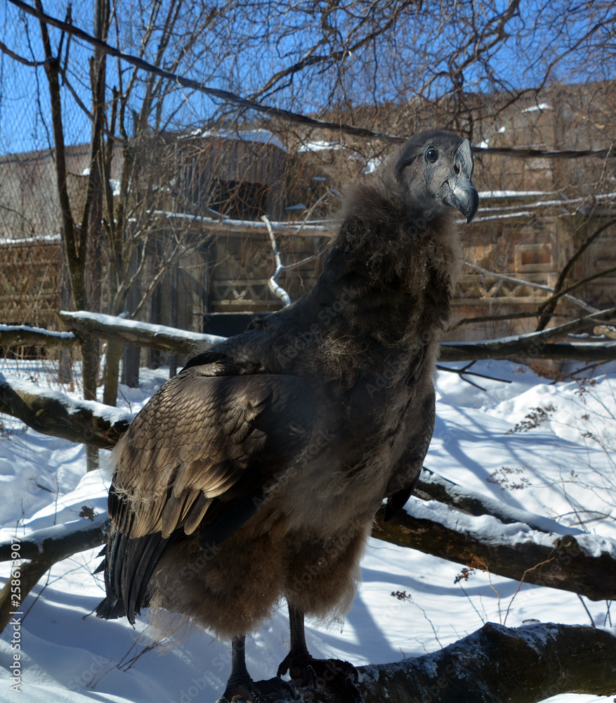 Baby Andean condor Vultur gryphus is a South American bird in the New ...