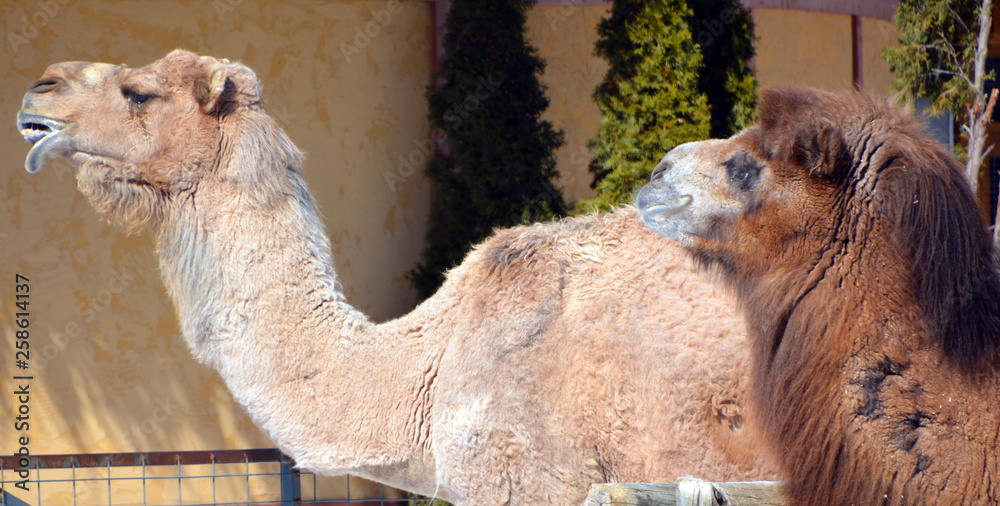 Camel is an ungulate within the genus Camelus, bearing distinctive ...