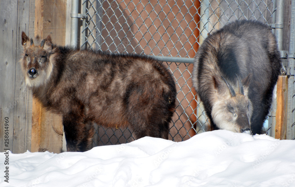 Japanese serow Capricornis crispus is a Japanese goat-antelope, an even ...