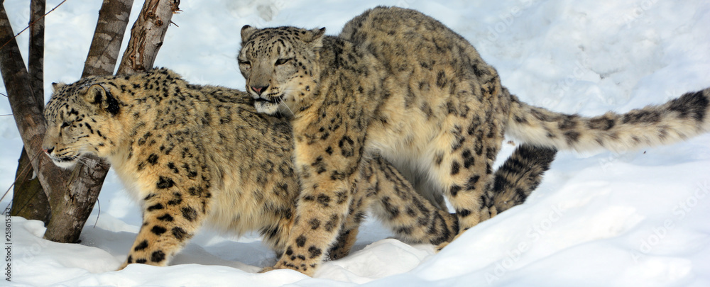 The snow leopard is a large cat native to the mountain ranges of ...