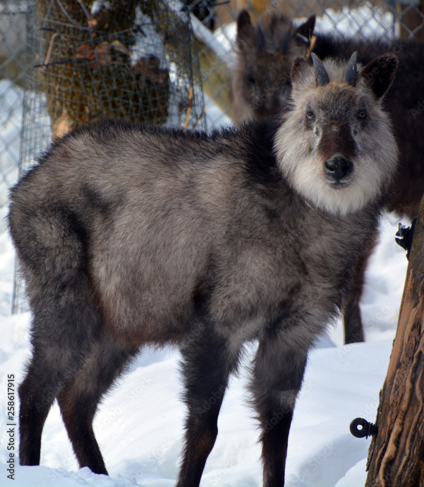 Japanese serow Capricornis crispus is a Japanese goat-antelope, an even ...