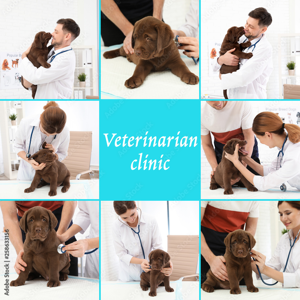 Collage with doctors and pets in veterinarian clinic Stock Photo ...