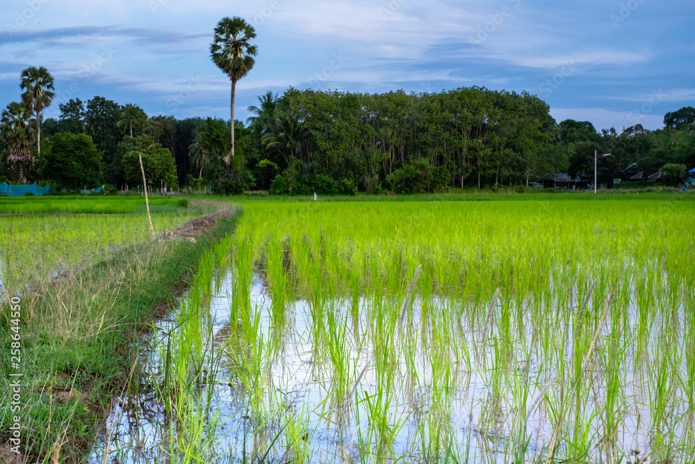 Green garss foot in rice paddy feild in Thailand. Stock Photo | Adobe Stock