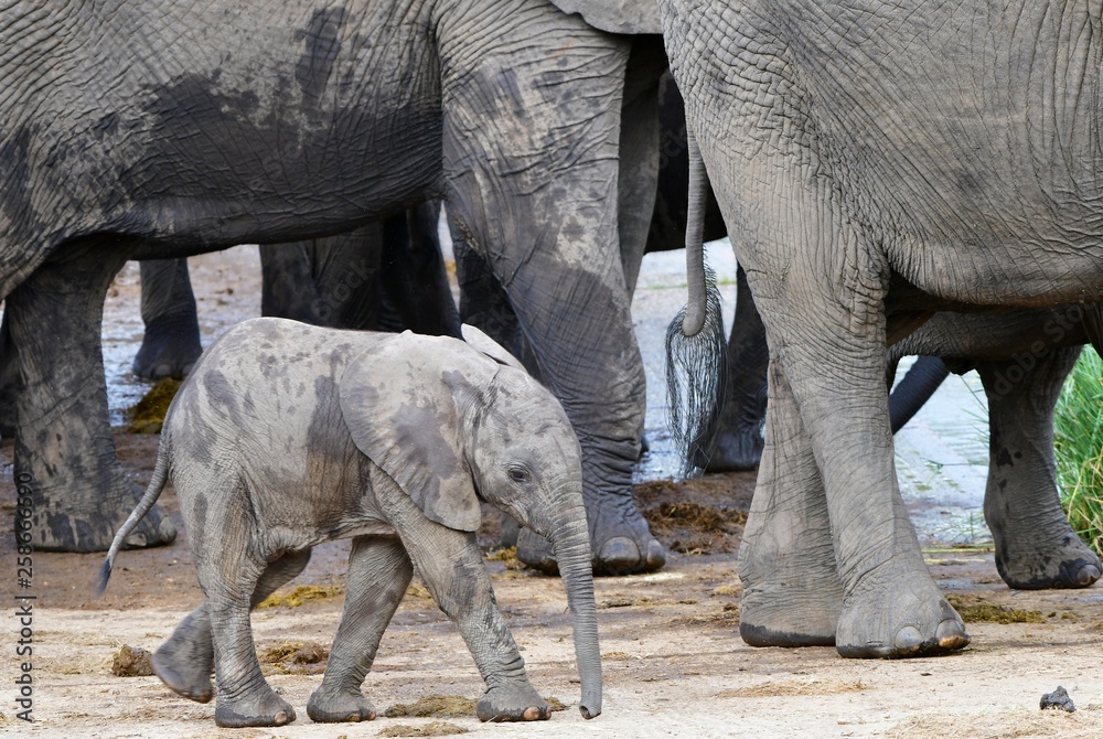 cute 2 weks old young elephant,Tsendze river,Kruger national park,South ...