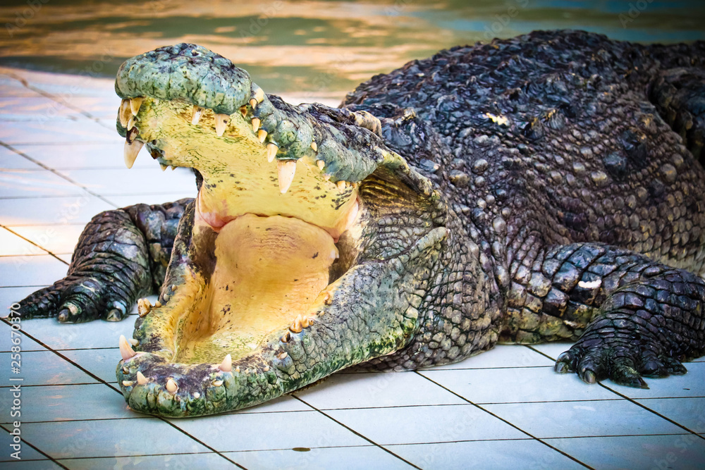 crocodile in the pool Stock Photo | Adobe Stock