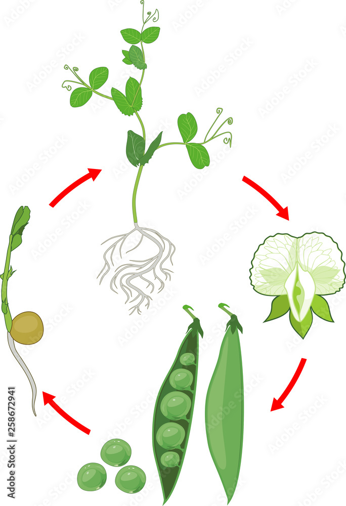 Life cycle of pea plant with root system. Stages of pea growth from ...