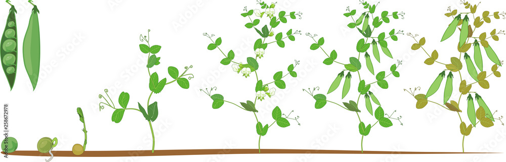 Life cycle of pea plant. Stages of pea growth from seed and sprout to ...