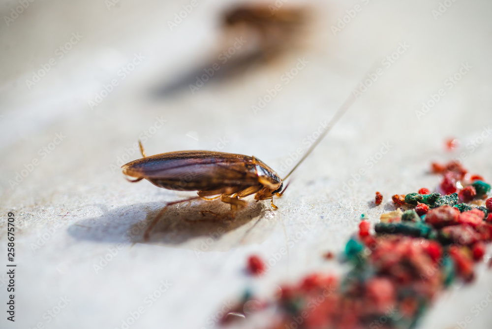 Can Cockroaches Crawl Into Your Pp at Sally Patrick blog