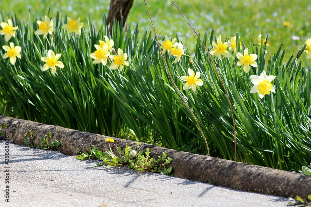 Jonquil Flowers Perennial