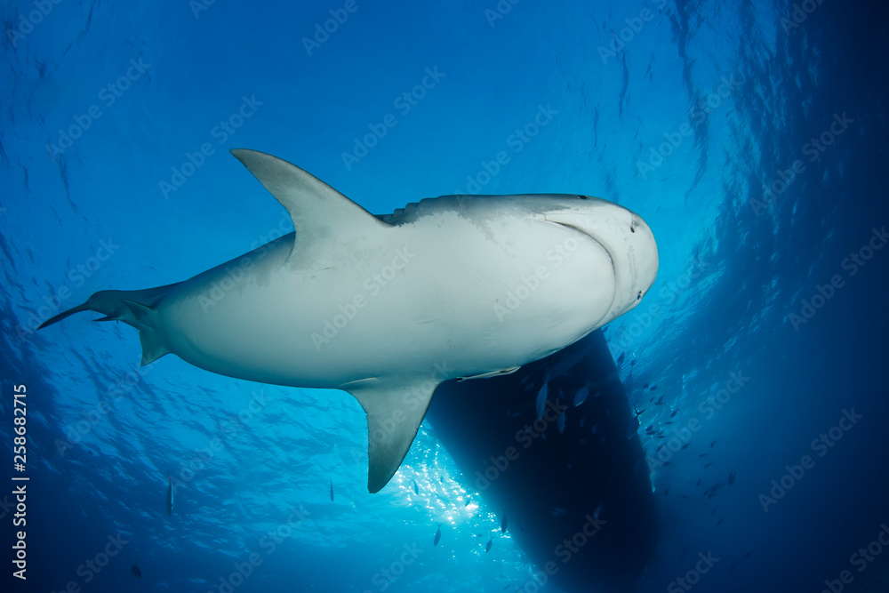 Tiger Shark from below, with Surface and Boat above. Tiger Beach ...