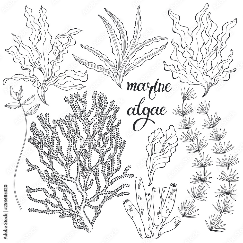 Marine algae. Vector hand-drawn illustration on a white background ...