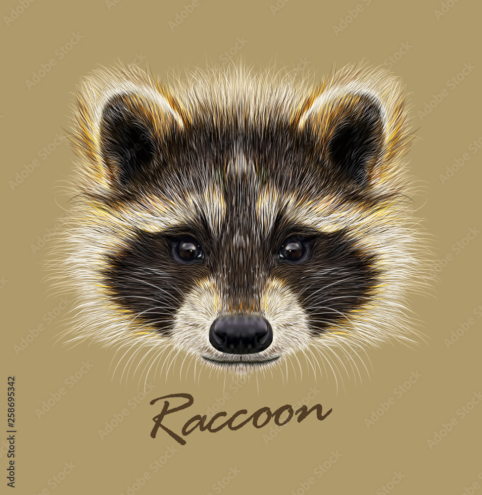 Raccoon Procyon lotor wild animal face. Vector cute North American mask ...