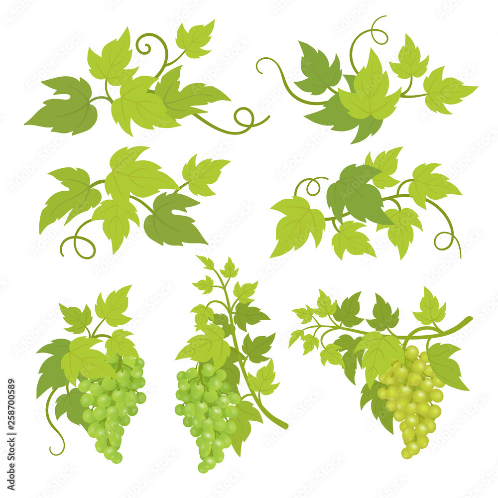 Grape plant decorative elements. Grapevines green leaves. Vitis ...