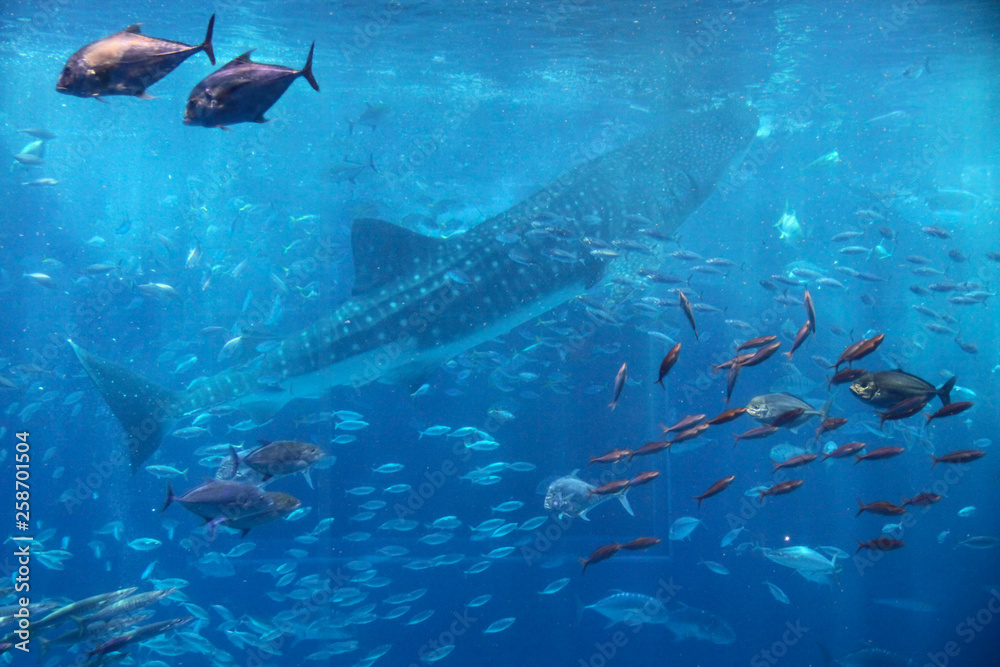 Fish swimming with whale shark, Blue ocean underwater creatures ...