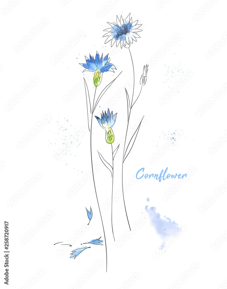 Cornflower Drawing