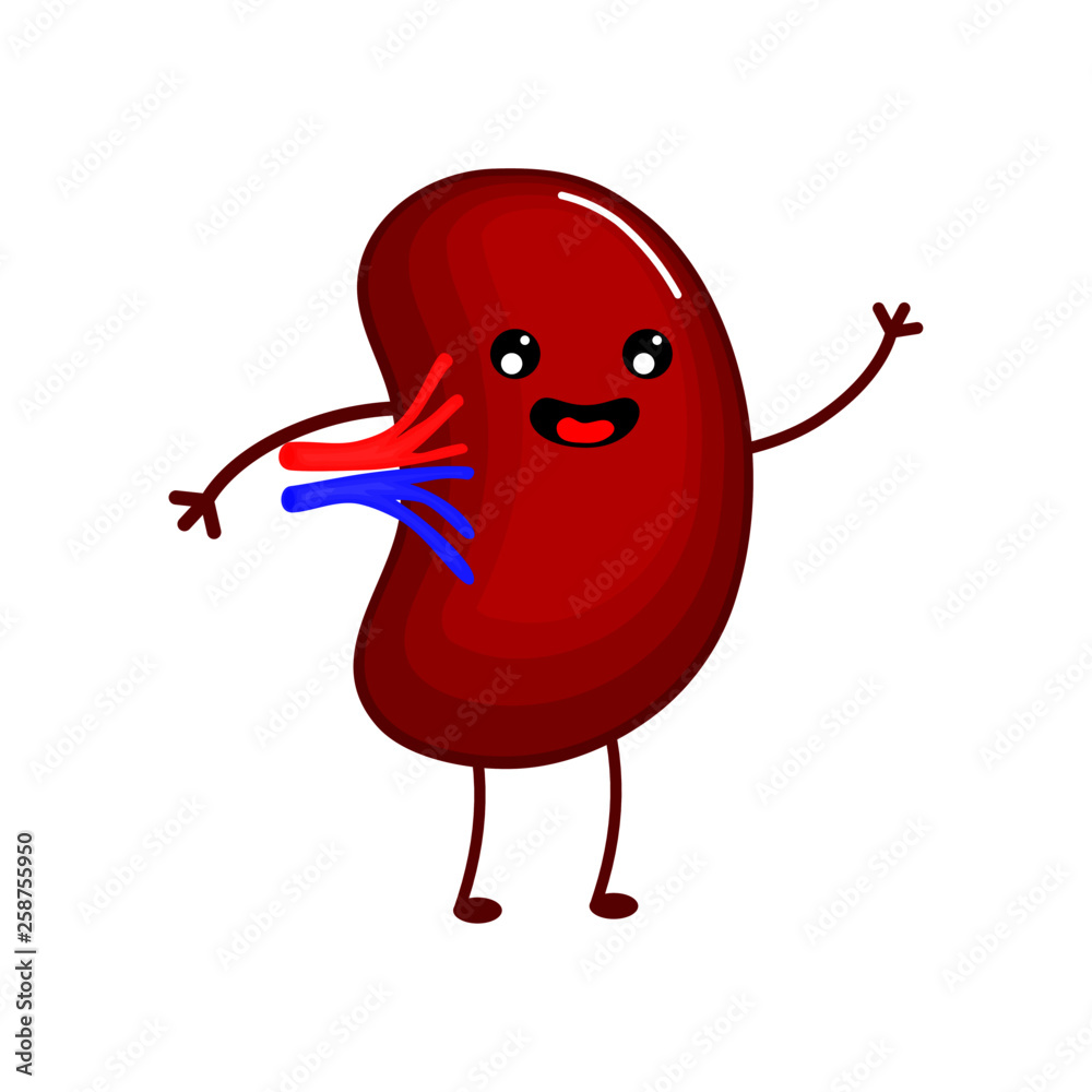 cute and funny Human spleen anatomy icon. flat cartoon characters style ...