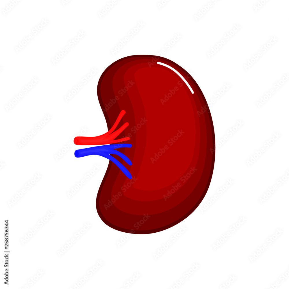 Human spleen anatomy icon. flat cartoon style. bright and cute ...