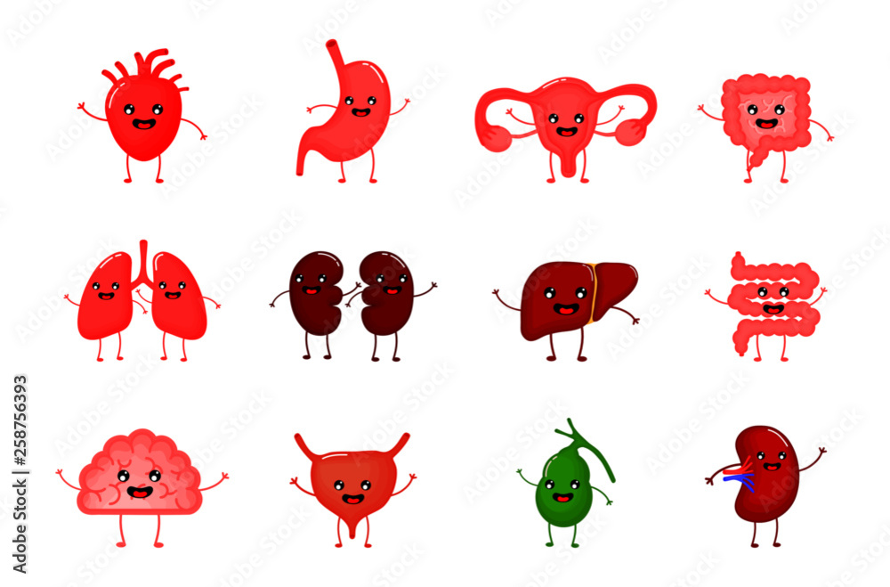 Cartoon Small Intestine Only