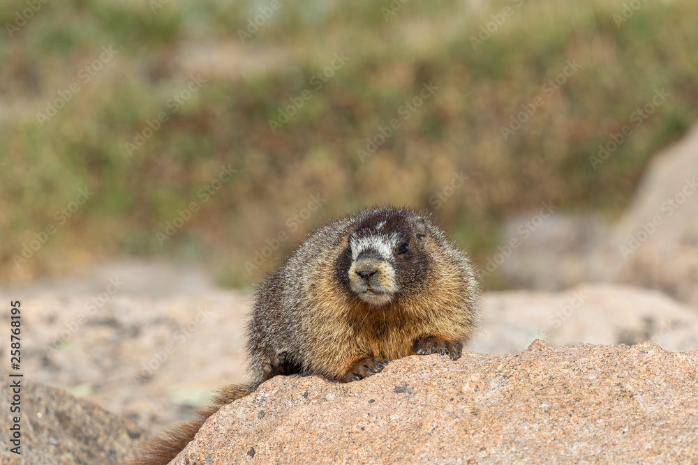 Cute Marmot