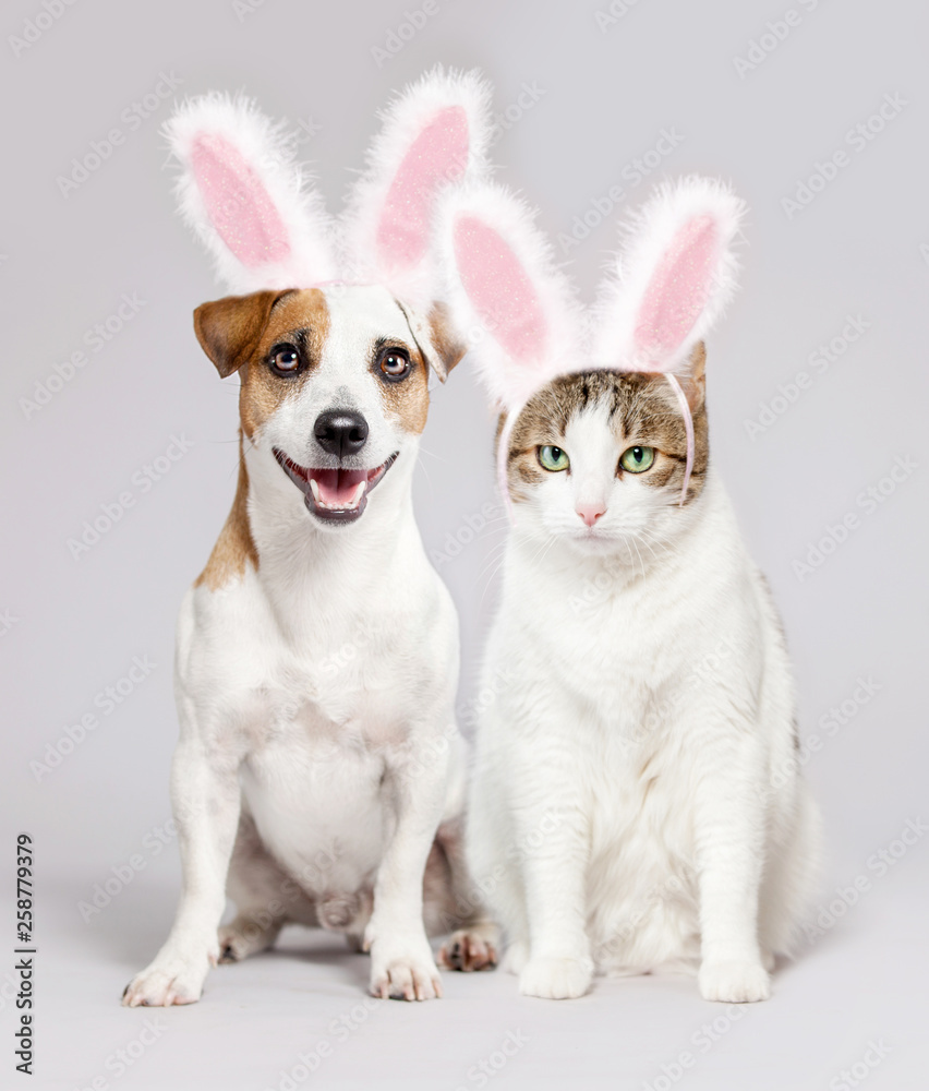 Dog With Bunny Ears