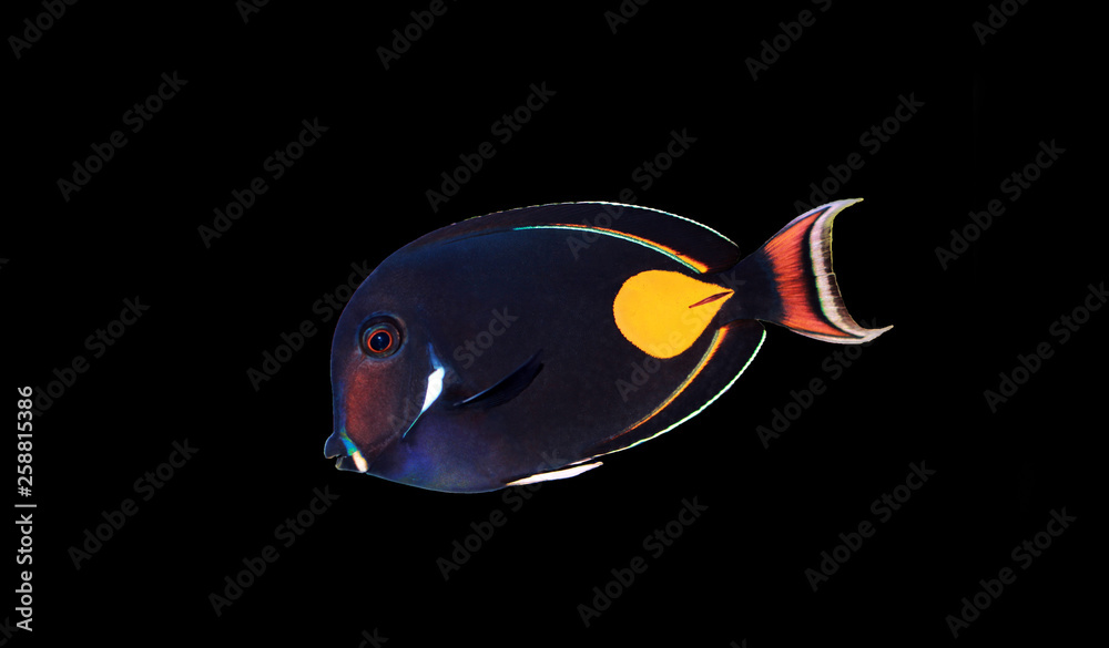 Achilles Surgeon Fish Tang - (Acanthurus achilles) Stock Photo | Adobe ...