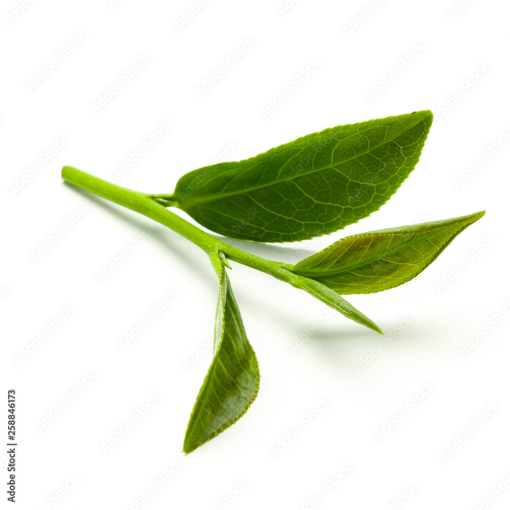 Fresh Tea Leaf