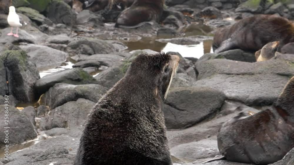 Vidéo Stock Video with sound animal roar of fur seal animal on stones ...