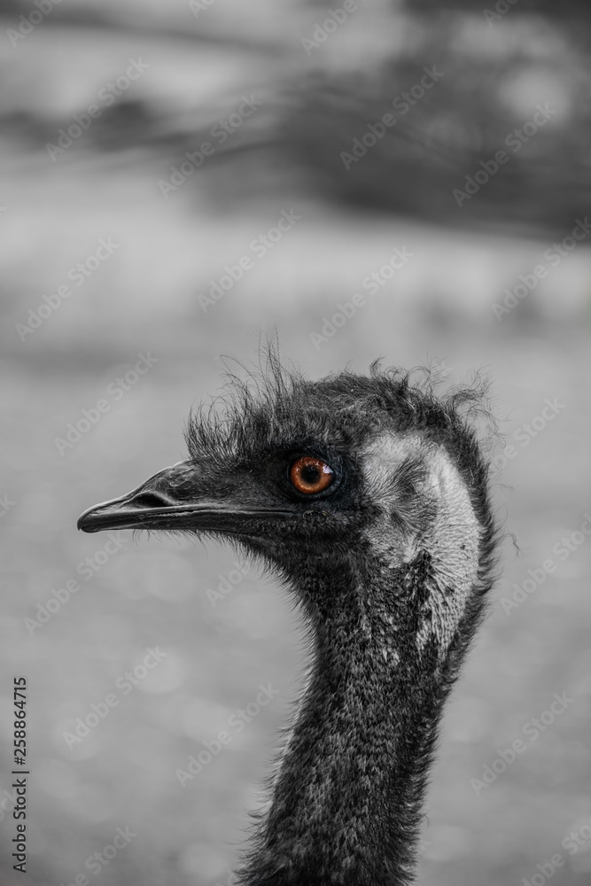 Emu in the australian outback Stock Photo | Adobe Stock