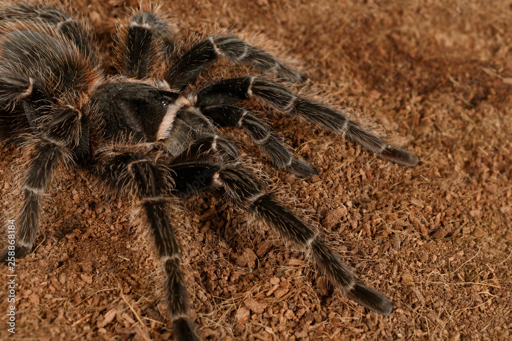 Closeup female of Spider Tarantula (Lasiodora parahybana). These ...