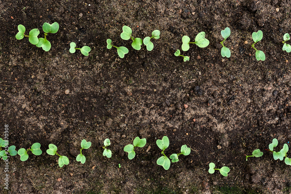 Small green radish seedling in growing. Early spring planting. Stock ...