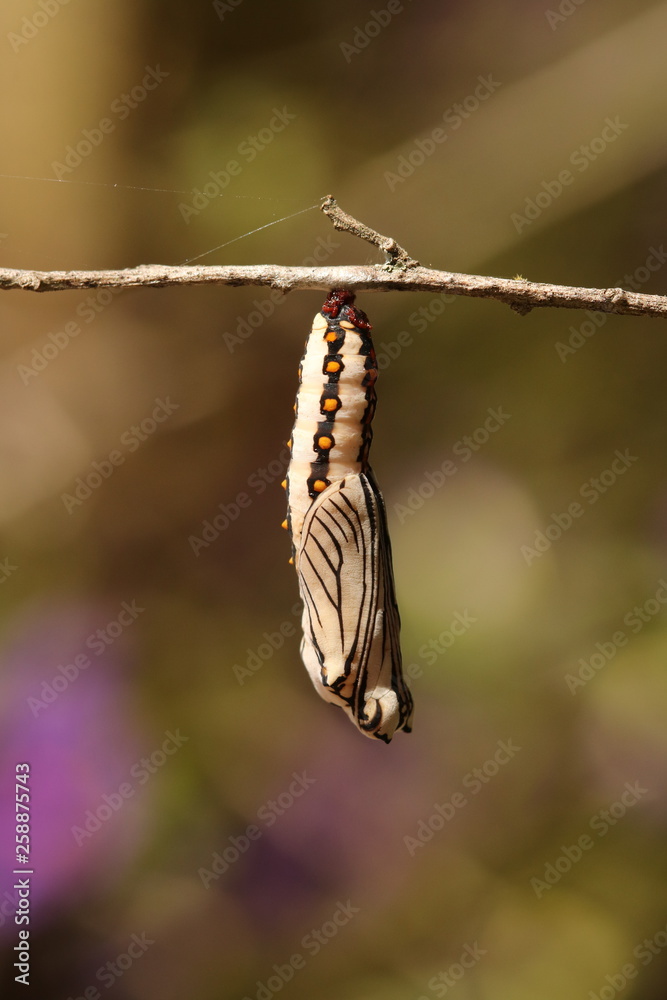 Beautiful chrysalis of the Acraea acra butterfly. Stock Photo | Adobe Stock