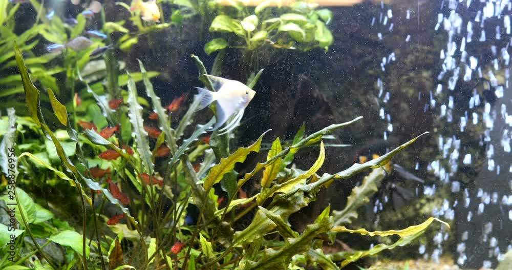 school of freshwater fish, scalar in the aquarium. underwater plants ...