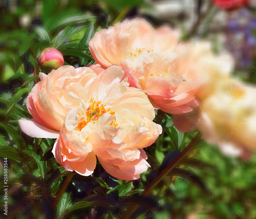 Beautiful flower portrait, in situ in English country garden. Stock ...