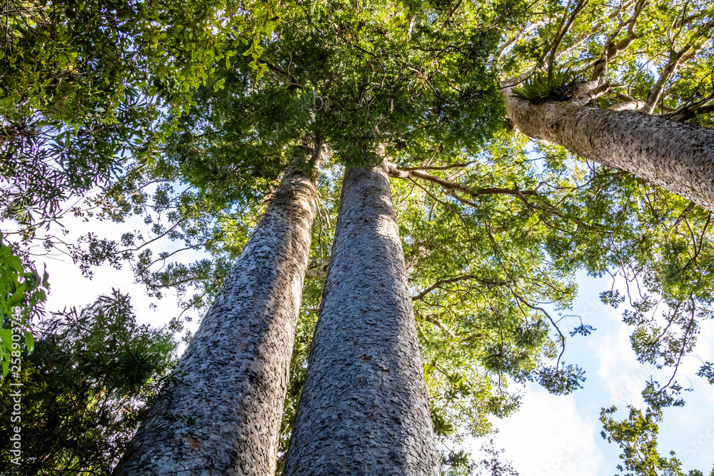 Kauri trees are procted species, Waiau Kauri Grove, Coromandel, New ...