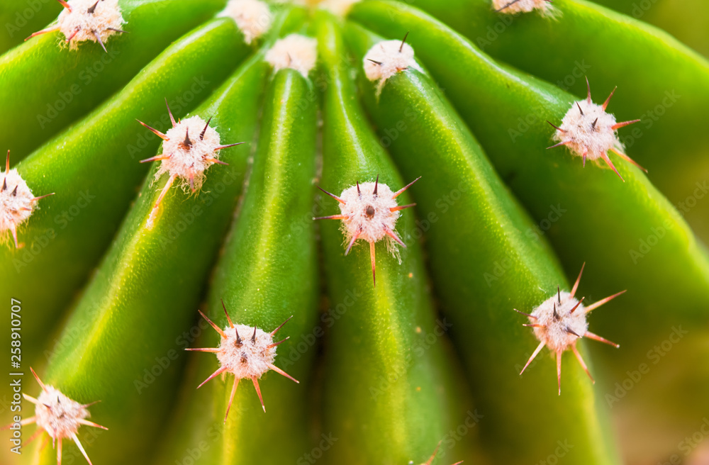 Detalle de las espinas de un cactus Stock Photo | Adobe Stock