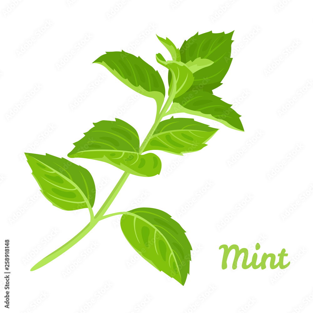 Vector mint. Sprig of green fresh mint isolated on white background ...