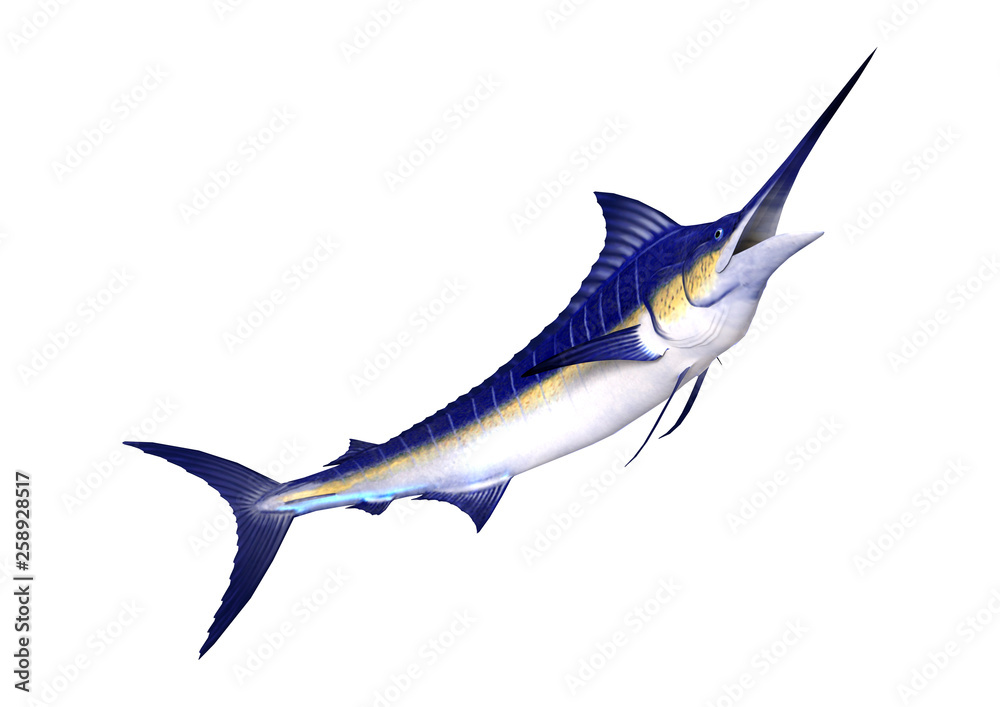 3D Rendering Marlin Fish on White Stock Illustration | Adobe Stock