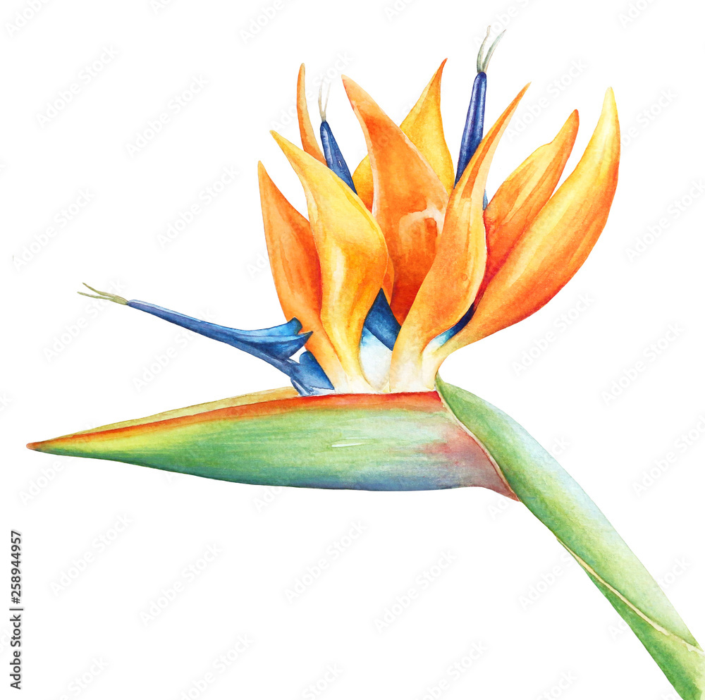 Watercolor drawing of the strelitzia flower Stock Illustration | Adobe ...