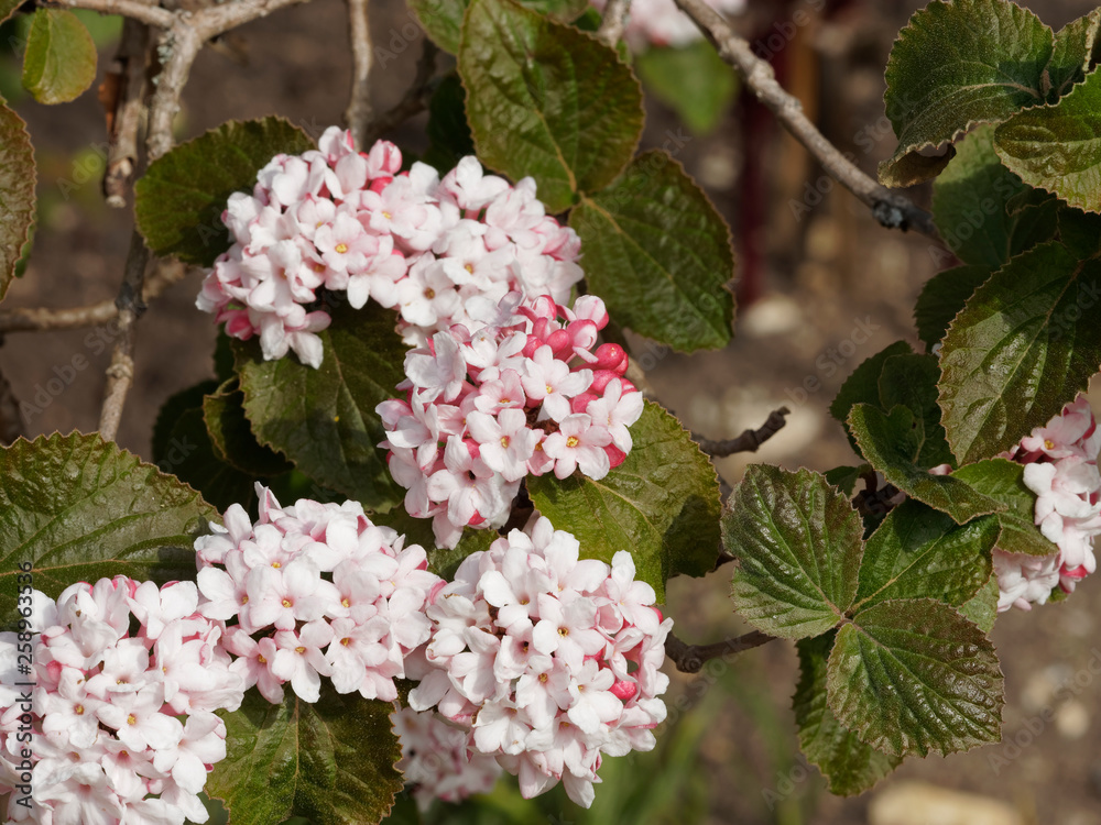 Floraison printanière de la viorne de Carles aux fleurs en ombelles ...