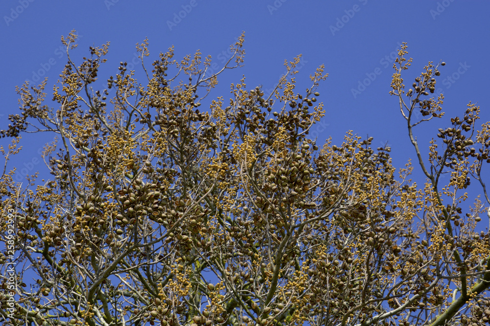 foxglove-tree in spring in front of azure sky, branches of paulownia ...