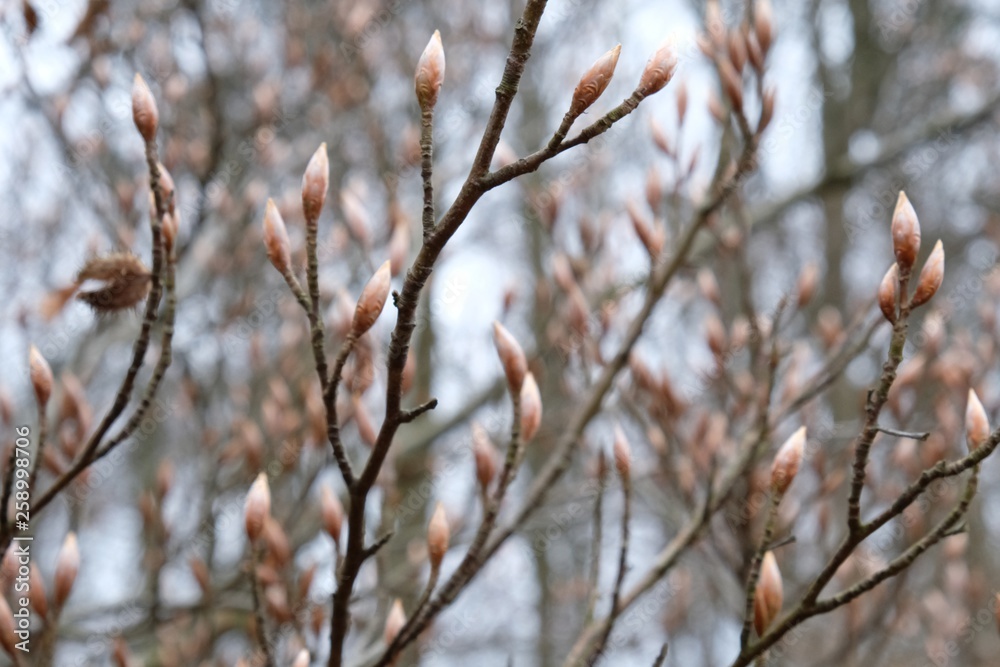 Foto de Buk pospolity (Fagus sylvatica) - pąki na drzewach wczesną ...